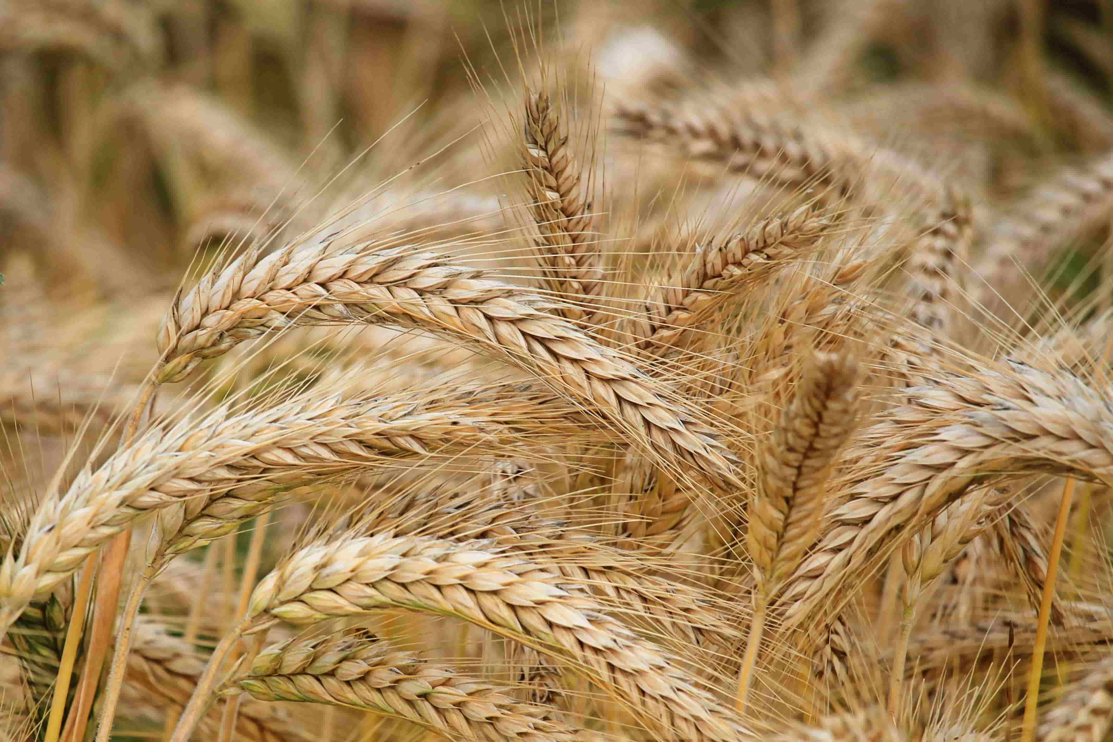 French Wheat Alcohol: What Makes It the Best Choice for Craft Spirits?